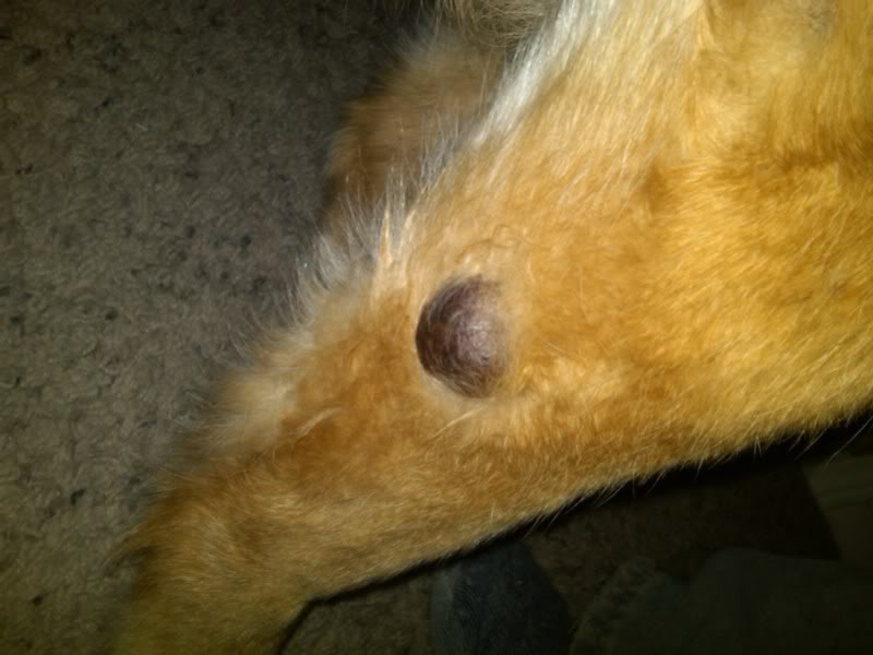 Dog Or Cat Having A Tumor Removed Don t Make The Mistake Of Refusing Dog Or Cat Having A Tumor Removed Don t Make The Mistake Of Refusing